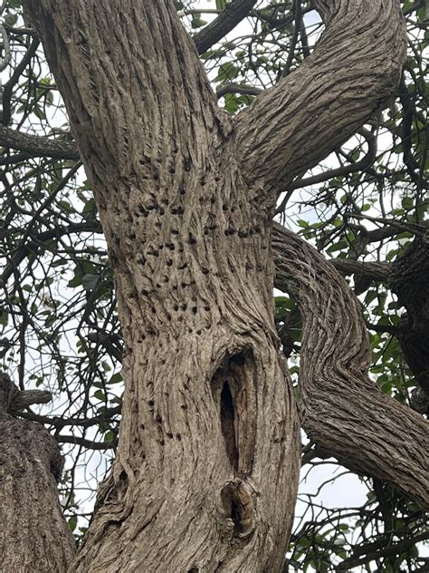 Trypophobia Warning Rplant