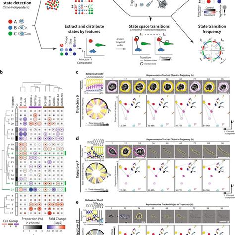 Data Driven Identification Of Distinct Phenotypes Occurring In Parallel Download Scientific