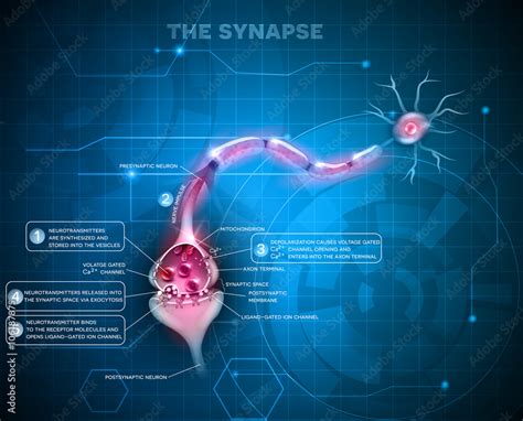 Synapse Detailed Anatomy Abstract Technology Background Neuron Passes
