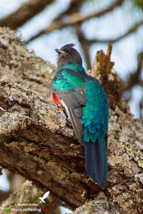 Eared Quetzal Quetzal Orejón Euptilotis Neoxenus Mexican Birding