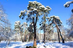Exploding Trees Are Trending Should Cny Actually Panic