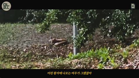 영상 붉은 여우에게 어린왕자 읽어주는 캣맘