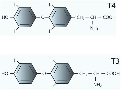 Thyroid Physiology Springerlink