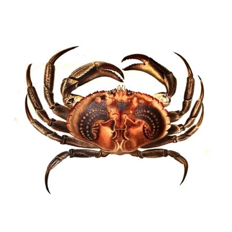 Crustacea Crabs Biomes