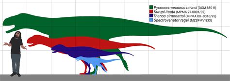 Abelisaurids From Brazil Size Chart By Paleogalli On Deviantart