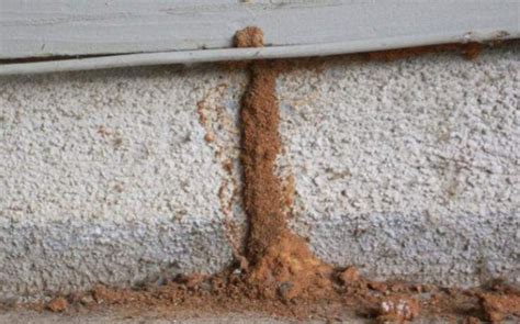 Everything You Should Know About Termite Tubes Alta Pest Control