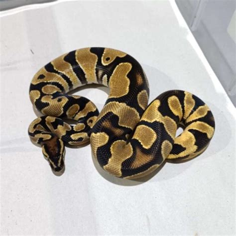 Promo Ball Python Orange Dream Enchie Het Clown Male Juve 600 Gram