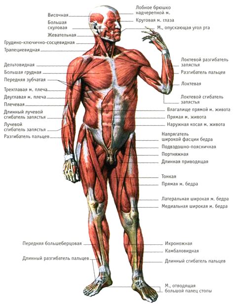 Устройства мышц. Часть 1. - PolkaVerse