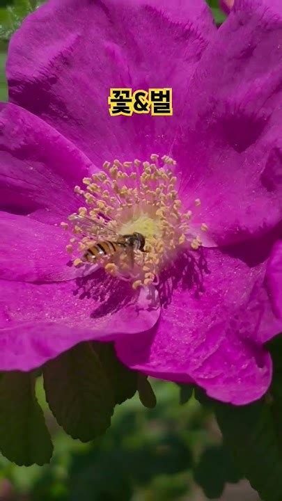 캐서린의사랑꽃and벌 캐서린의영상일기 Youtube