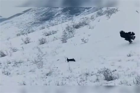 经典的 老鹰抓小鸡”，这次主角是兔子