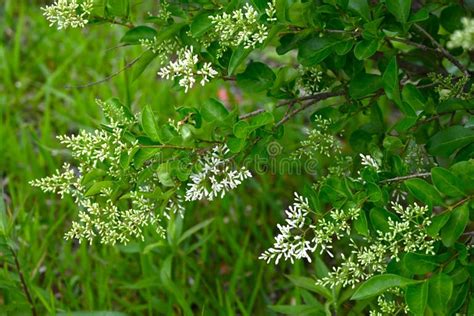 Ligustrum Japonicum Japanese Privet Flowers Oleaceae Evergreen Shrub