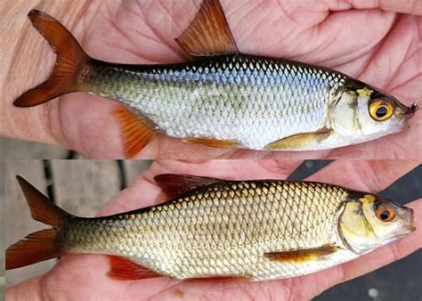 Roach Vs Rudd What Are The Differences Fishery Guide