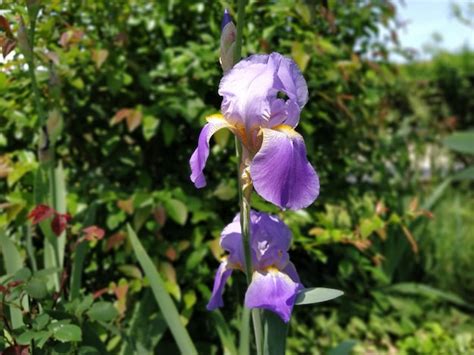 Premium Photo Beautiful Purple Iris With A White Middle Curved
