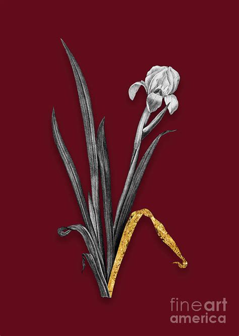 Vintage Crimean Iris Black And White Gilded Floral Art On Burgundy Red