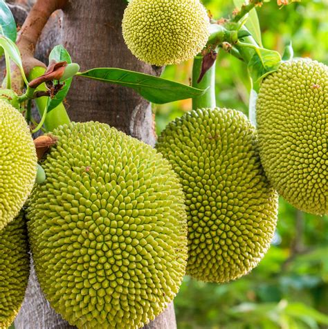 Jackfruit
