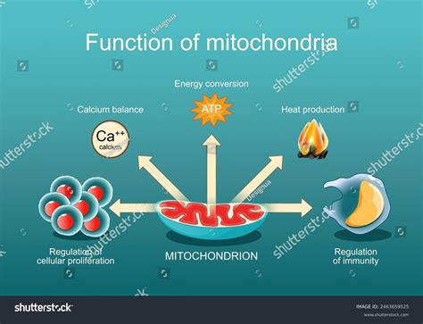 Function Mitochondria Regulation Immunity Cellular Proliferation Stock