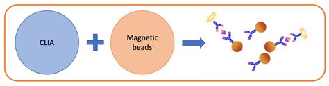 Magnetic Beads In Chemiluminescent Immunoassay Clia Sepmag