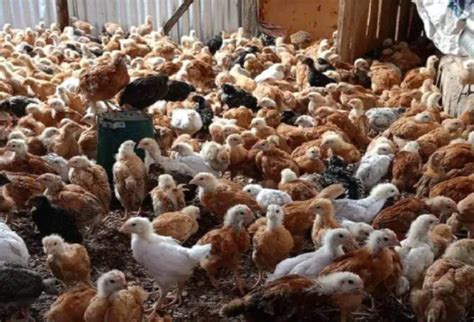 Poultry Farming पलटर फरमग शर करन चहत ह त इस तरह क बनवए पलटर फरम