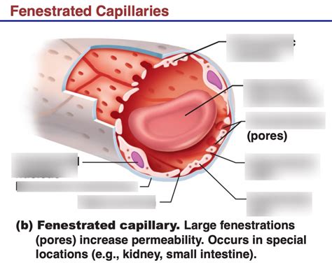 Fenestrated Capillary Histology Pdf Three Dimensional Ultrastructure