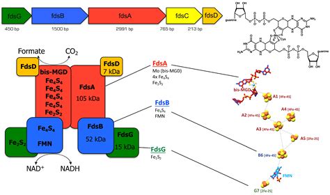 Metal Containing Formate Dehydrogenases A Personal View