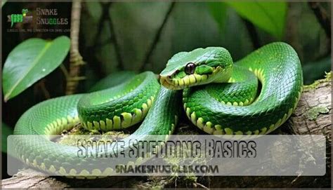Snake Shedding Process Explained Signs Care Tips And Key Insights