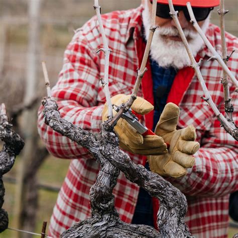 Spurred Cordon Pruning 2024 Simonit And Sirch Academy Usa