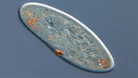 Paramecium Vs Euglena Under Microscope