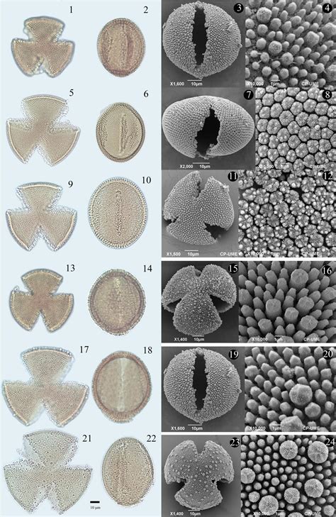 Pollen Morphology Of Endemic Linum Species Linoideae Linaceae From