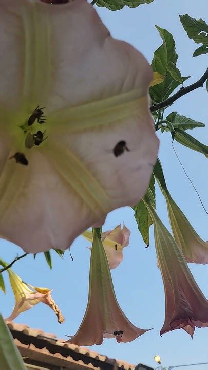 האבקה על ידי דבורים גוק בראש 054 4603208 Youtube