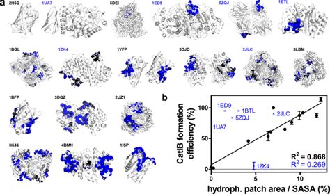 Hydrophobic Patch Analysis Of Selected Target Proteins Which Were Download Scientific Diagram