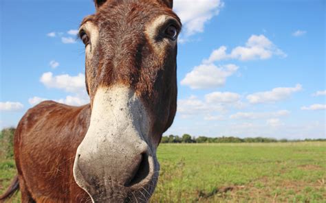 Cheat Sheet Addressing Owasp Top 10 Vulnerabilities In Mulesoft Apis