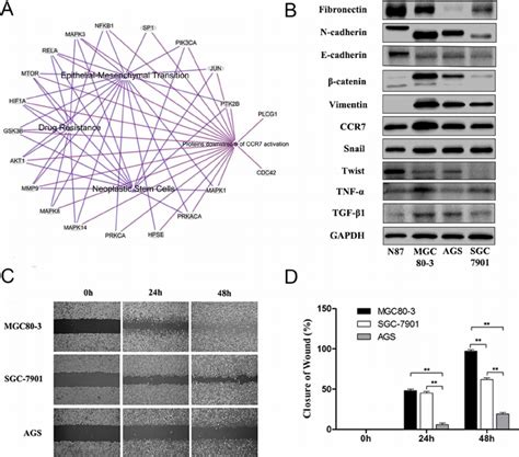 High Ccr7 Expression Increases Mesenchymal Like Phenotypes In Gastric