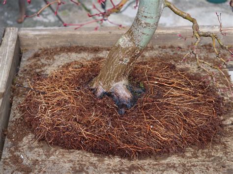 Japanese Maple Repotting Nebari Bonsai