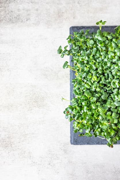 Microgreens Background Images Free Download On Freepik