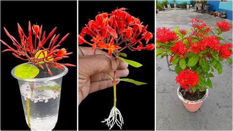 Best And Easiest Way To Grow Ixora Plant At Home From Fruit Water