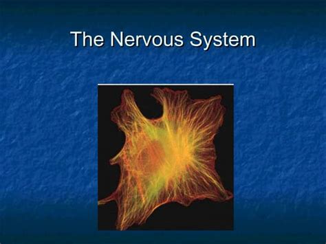 Nervous System Class V Pptx Nervous System Class V Pptx