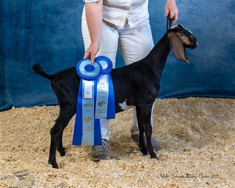 Scenic Farm Nubians Registered Nubian Dairy Goats In Idaho