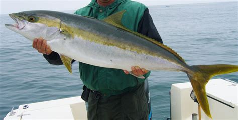 California Yellowtail Habitat