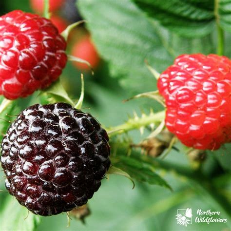 Thimbleberry Black Cap Raspberry Seed Northern Wildflowers