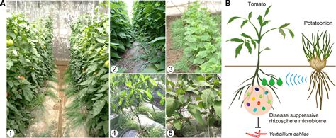 Interspecific Plant Interaction Via Root Exudates Structures The Disease Suppressiveness Of