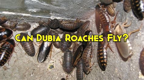 Can Dubia Roaches Fly 8 Things To Know Before Setting Up A Colony