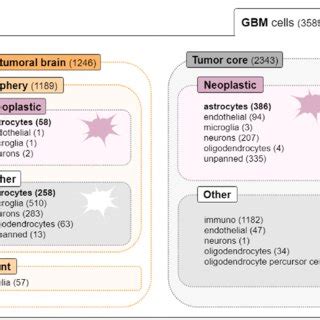 Data Summary On The Number Of Cells In Each Category Regarding Cell Download Scientific Diagram