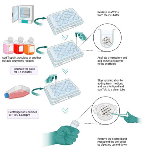 Protocol P3d Scaffold Cell Recovery By Trypsinization Ilex Life Sciences
