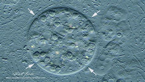 Photographing Ciliates The Canadian Nature Photographer