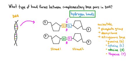 Complementary Base Pairing