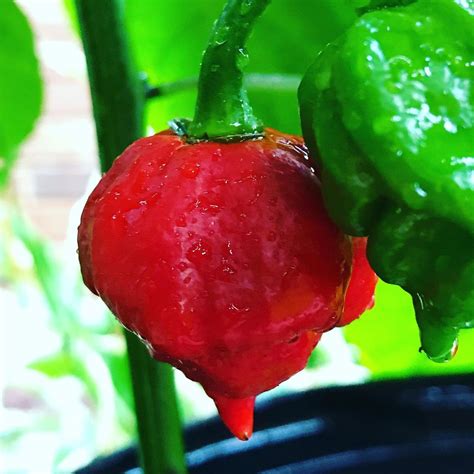 Buy Carolina Reaper Seeds Online In India Mountain Top Seed Bank