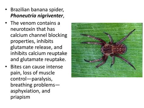 Priapism Pptx