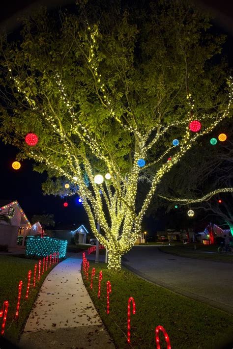 Oak Tree On Street Side Decorated With Christmas Lights Stock Image