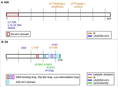The Vaccinia Virus Dna Polymerase And Its Processivity Factor