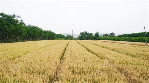 Wheat Crops Rural Scenery Powerpoint Background For Free Download Slidesdocs